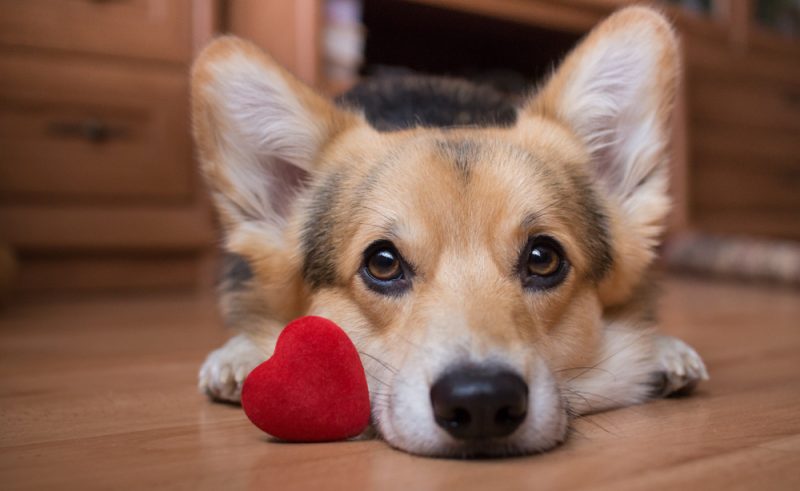 Heart Disease in Pets: What You Need to Know - Vet In Toney ...