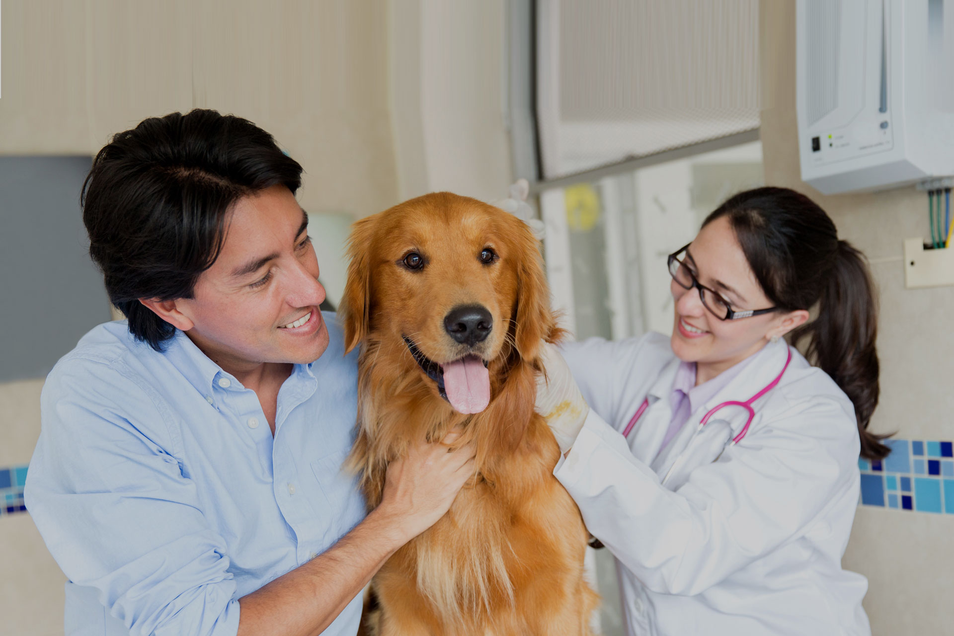 General Care - Vet In Toney | Countryside Veterinary Hospital