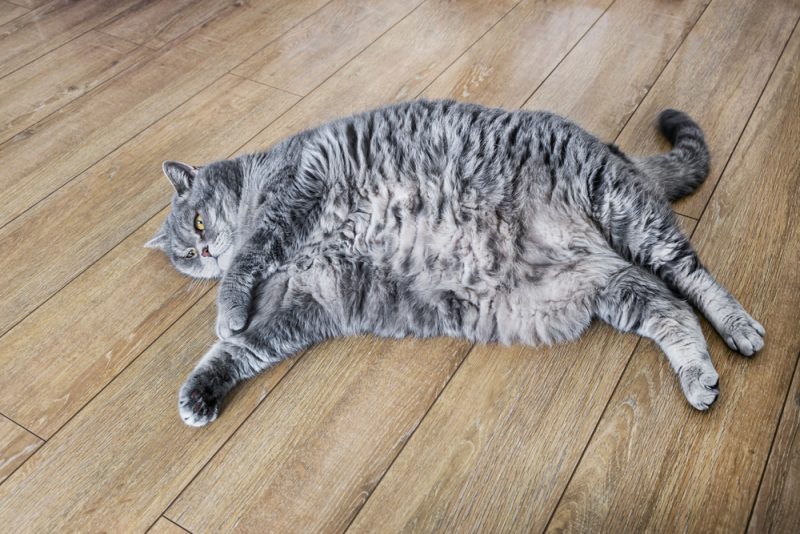 When Your Pet is More Than Meets the Eye: Obesity and Weight Management ...